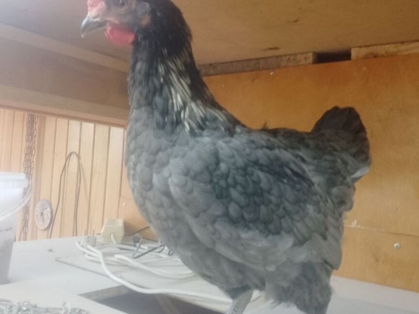 Петух олив эггер