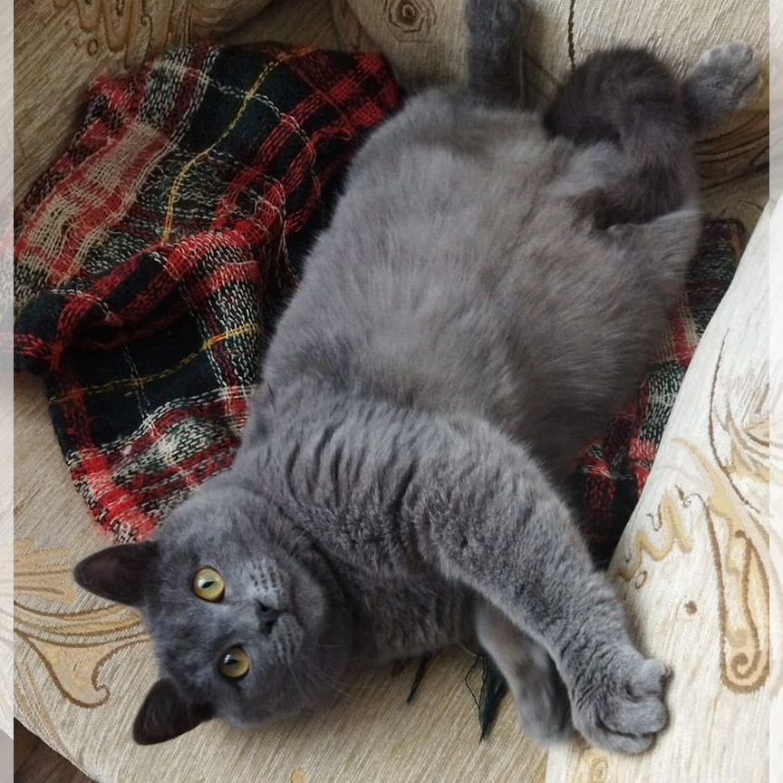 Британский короткошёрстный котёнок