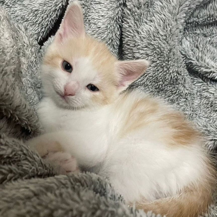 Котик улыбака