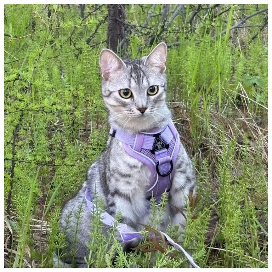 Европейская короткошёрстная, взрослая кошка