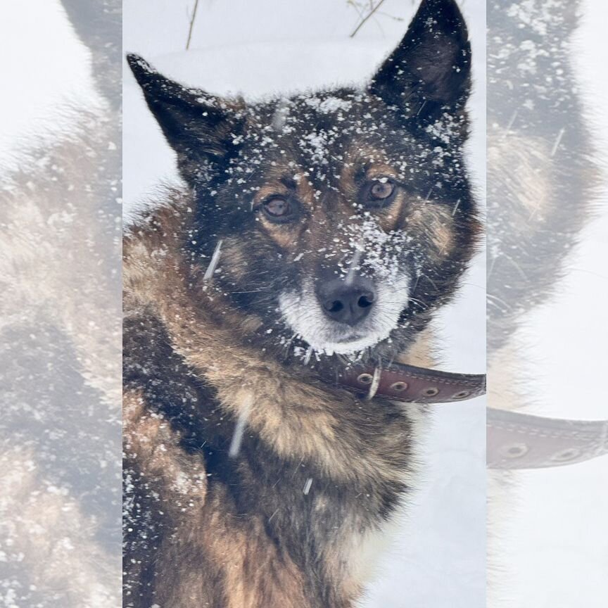 Взрослый пёс в добрые руки