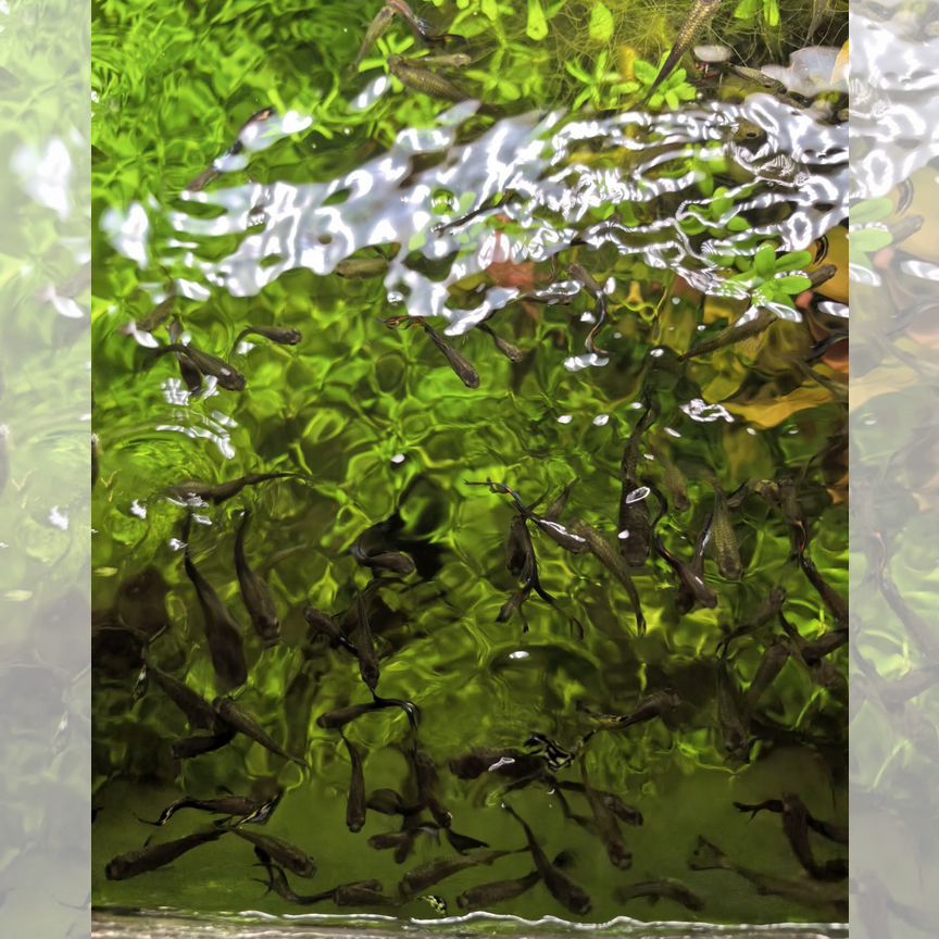 Гуппи самки