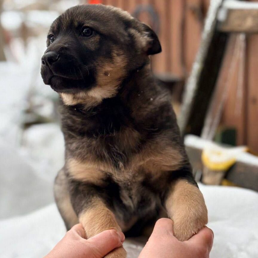 Щенок в добрые руки