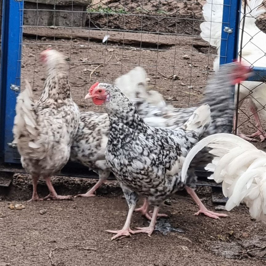Куры Пушкинской породы