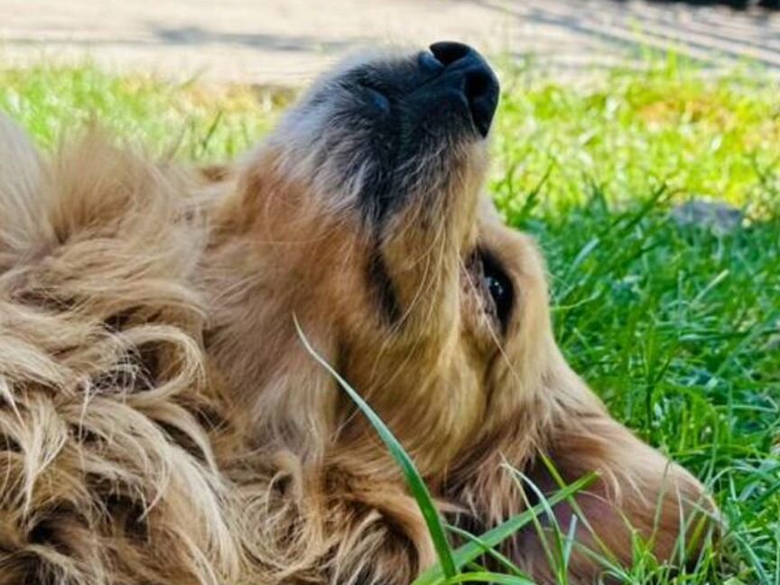 Собака никому не нужна