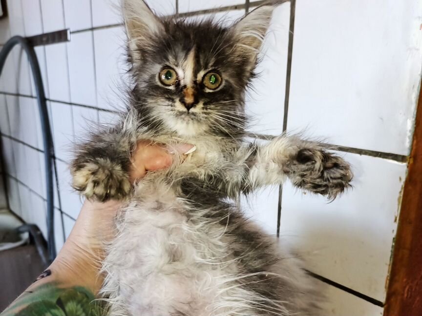 Мейн-кун Полидакт в дар