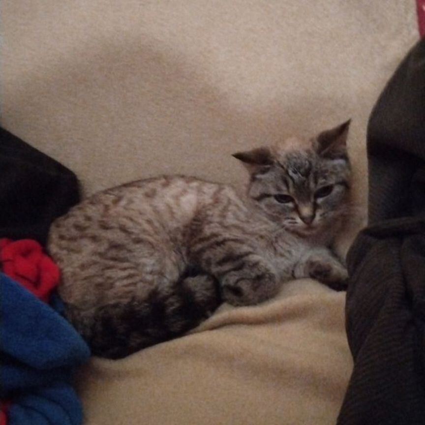 Одам в добрые руки бесплатно