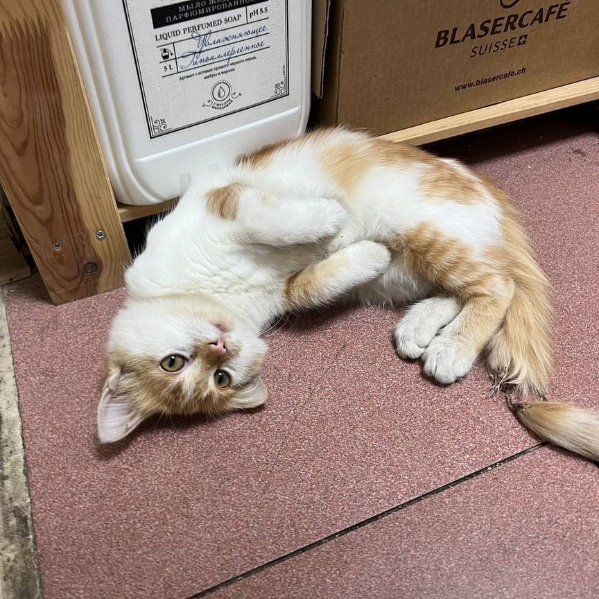 Котенок в добрые руки