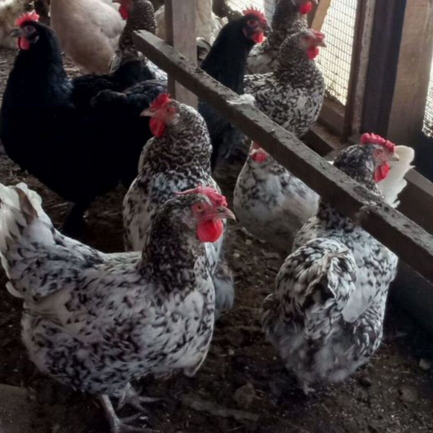 Куры несушки