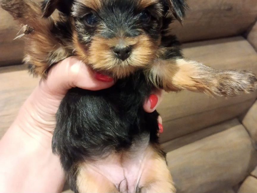 Йоркширский терьер