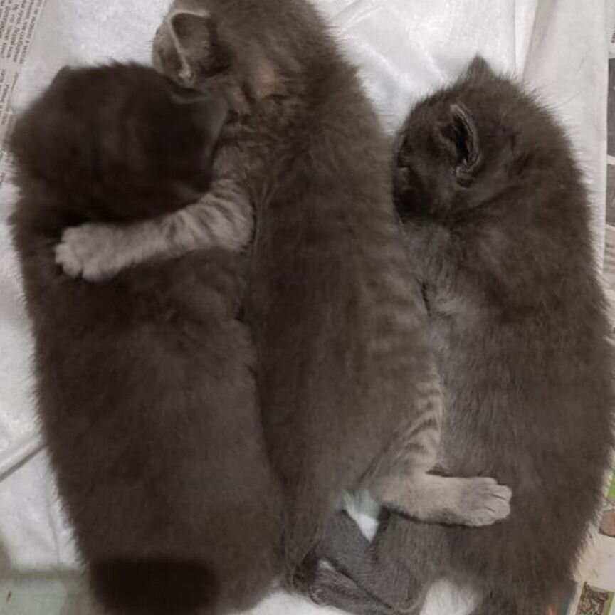 Милые котятки