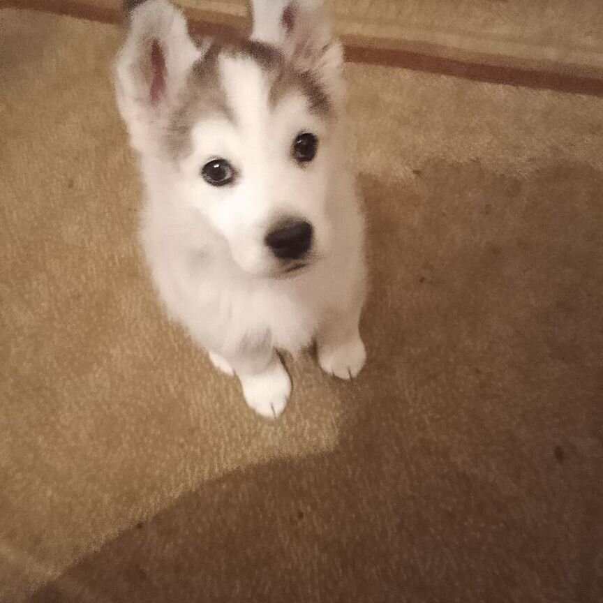 Смешанная хаски