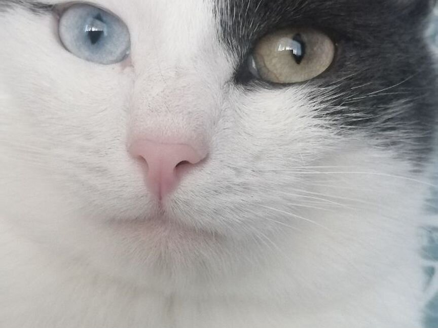 Молодой котик в добрые любящие руки
