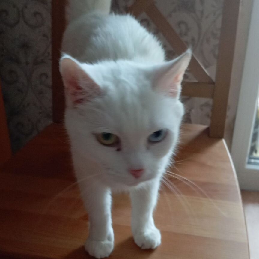 Кошка породистая турецкий ван