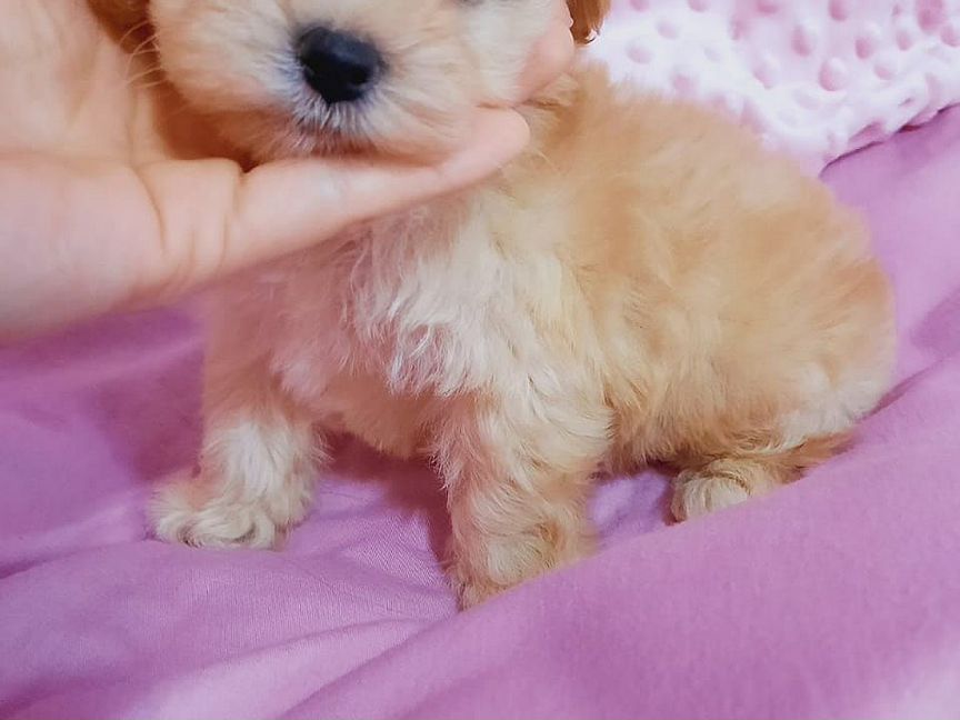 Само совершенство Ф1 дизайнерские мальтипу