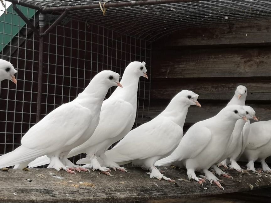 Голуби турецкие такла