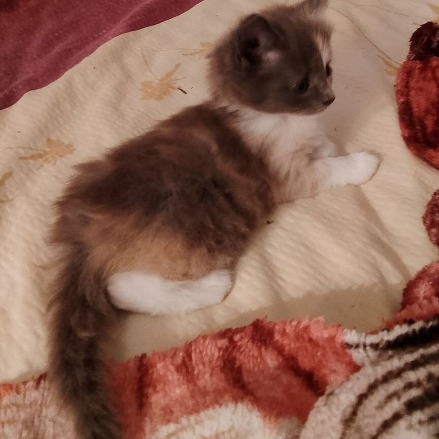 Канадский сфинкс котёнок