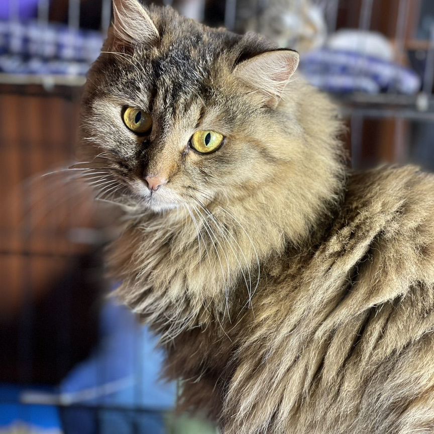 Сибирская кошка