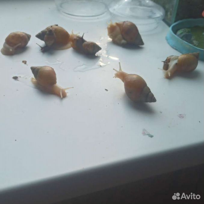 Улитки ахатины альбиносы