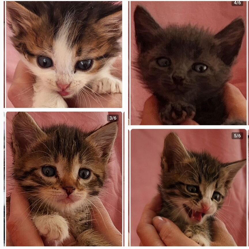 Котята живут в клетке