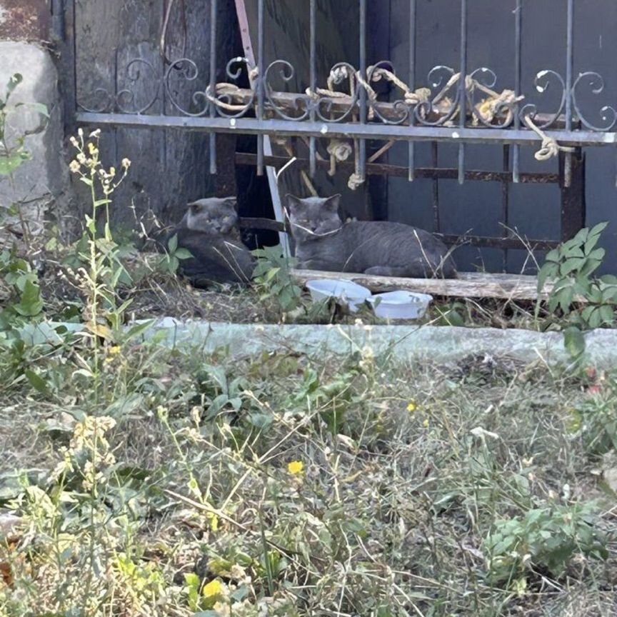 Котики бесплатно в добрые руки