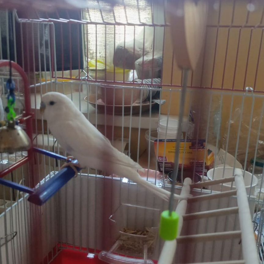 Волнистый попугай