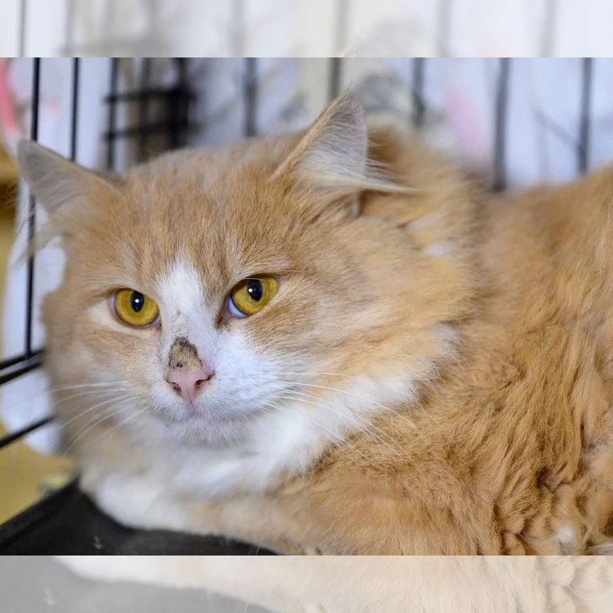 Взрослый кот в добрые руки