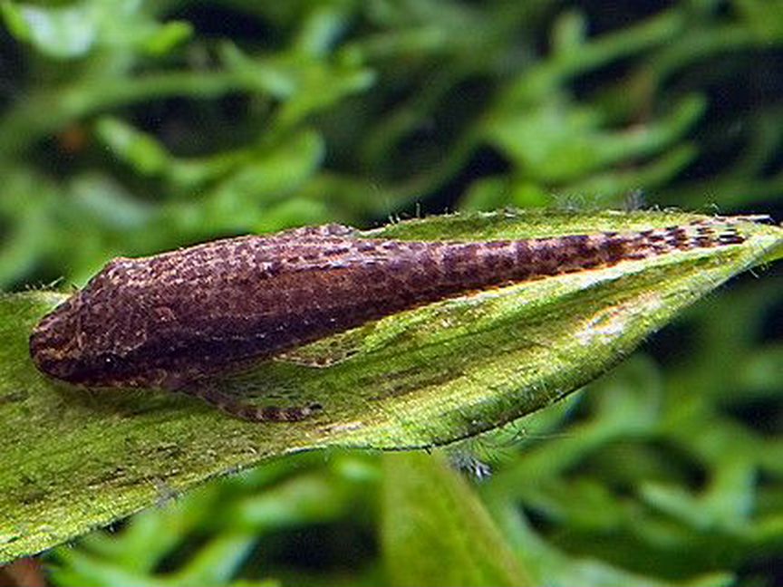 Отоцинклюс негрос