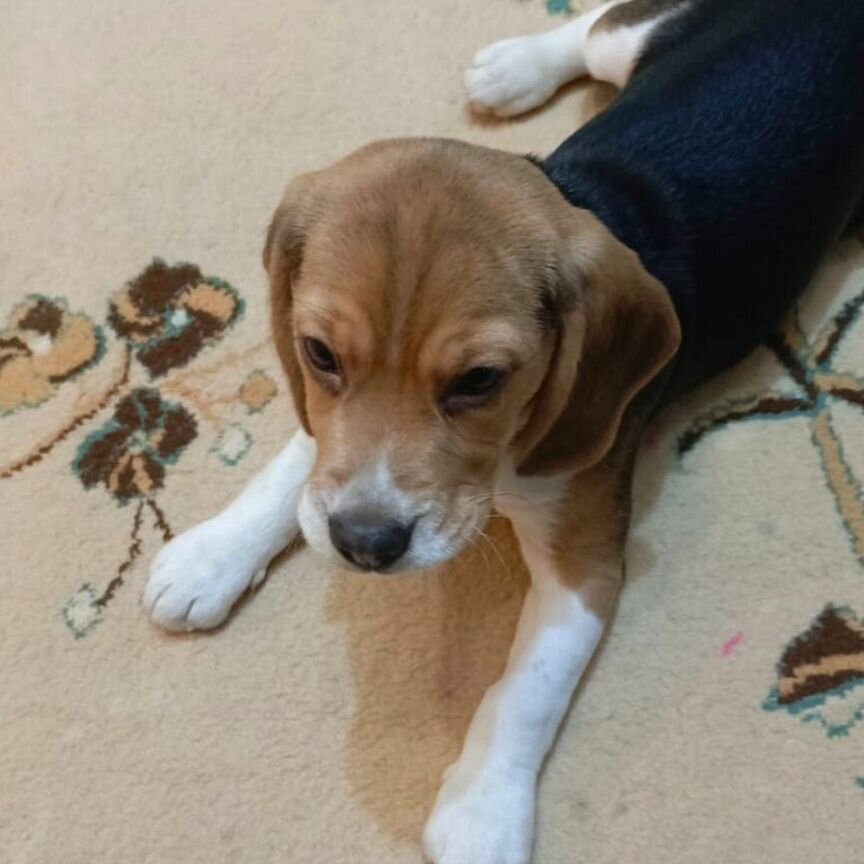 Бигль, щенок