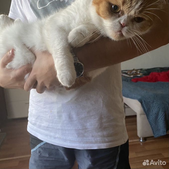 Кот,Скотиш-Страйт