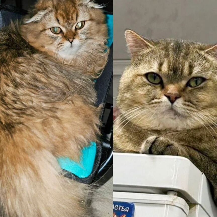 Шотландские котята