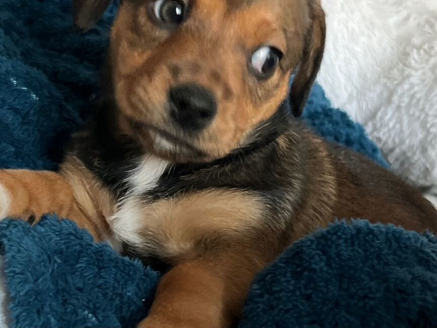 Щенок в добрые руки