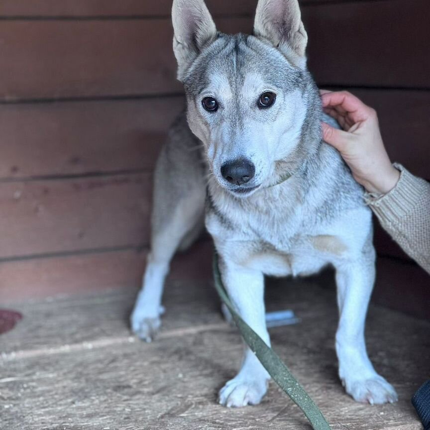 Корги в окраске хаски