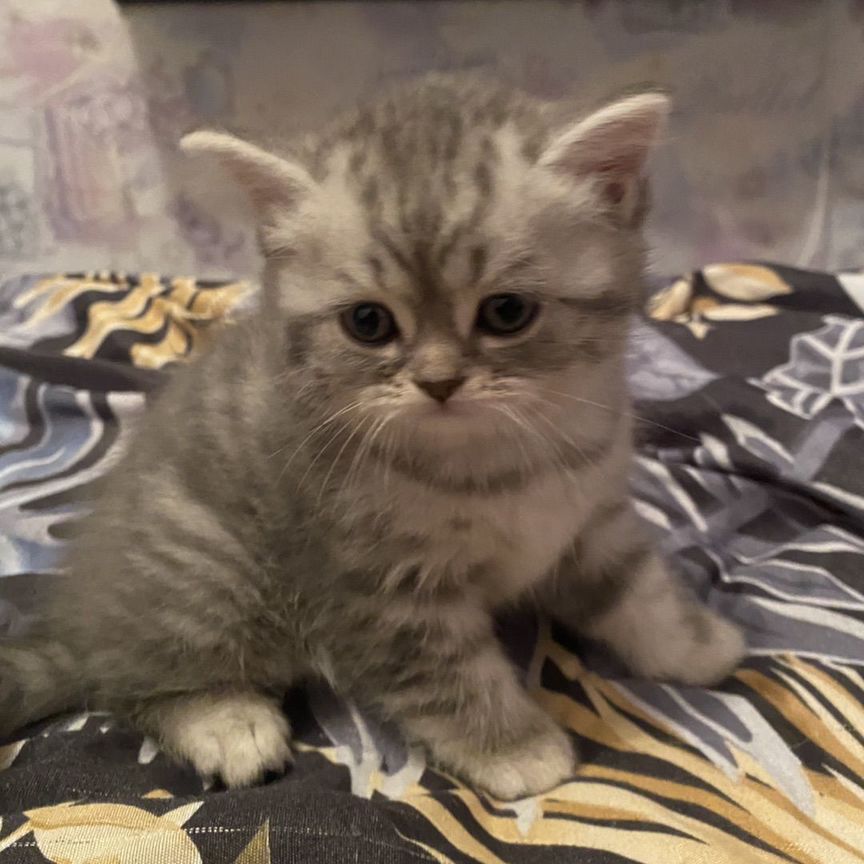 Шотландский котенок