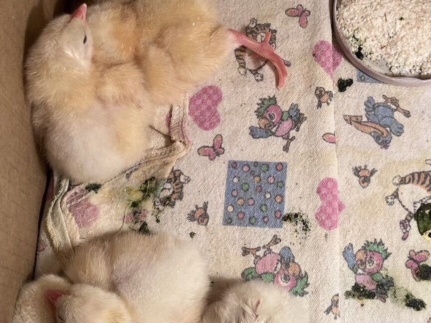 Арбор Айкрес- цыплята бройлера