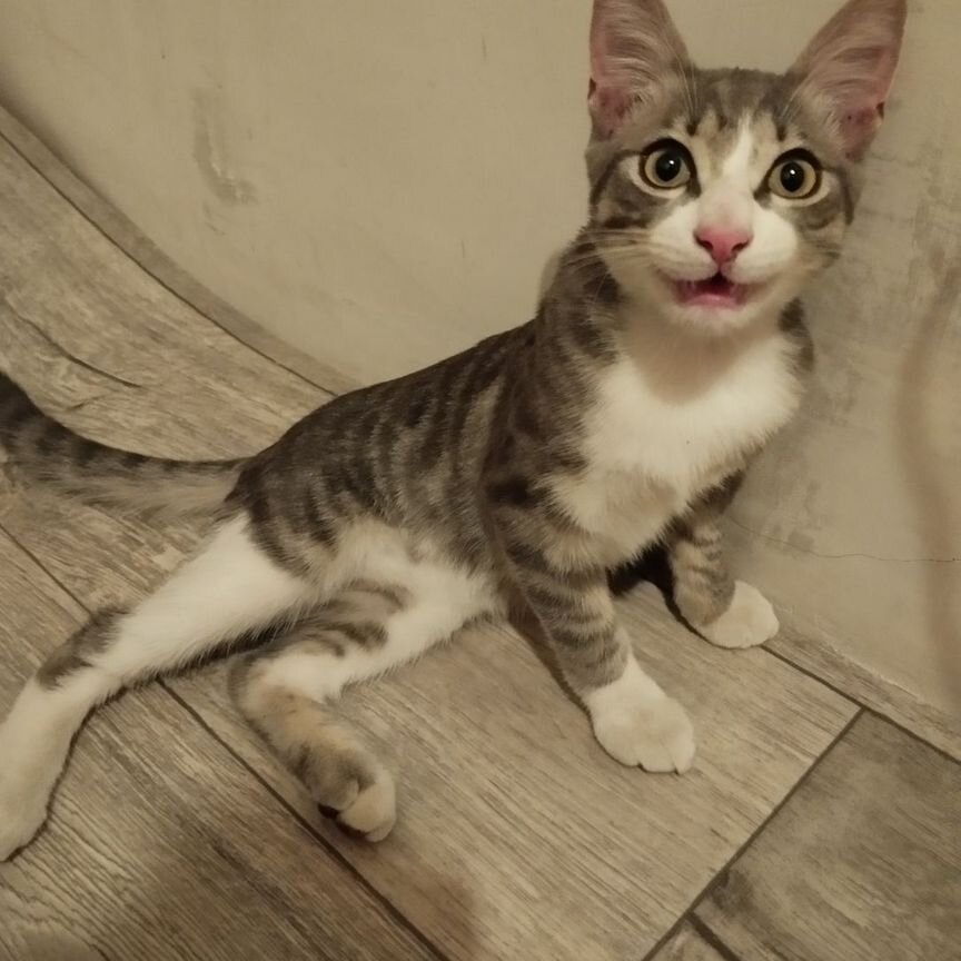 Котенок мальчик в хорошие руки