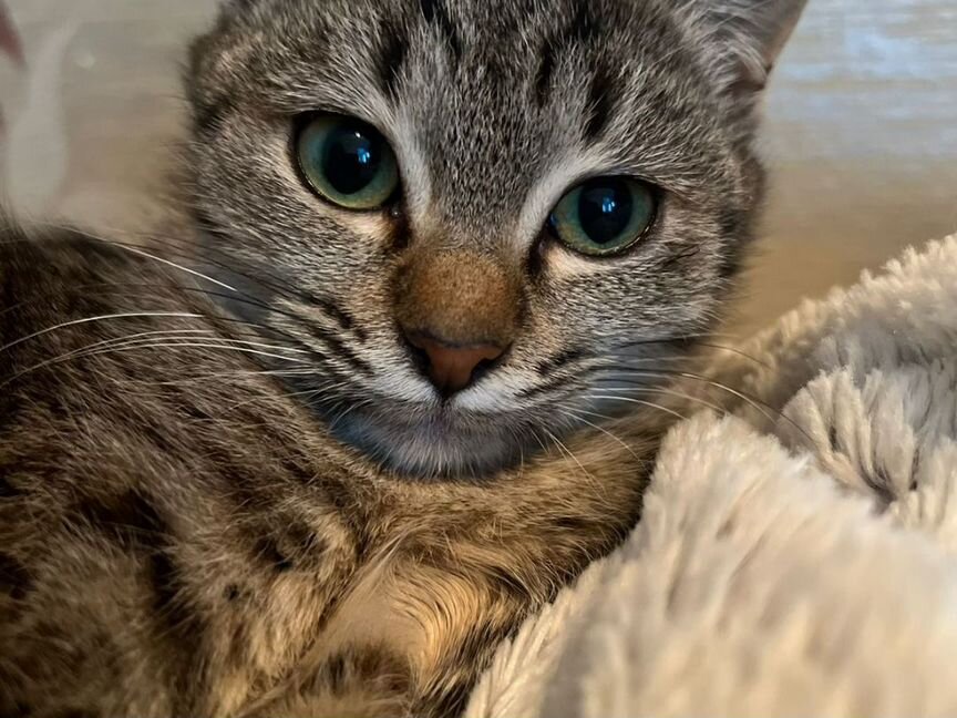 Безумно ласковый котёнок