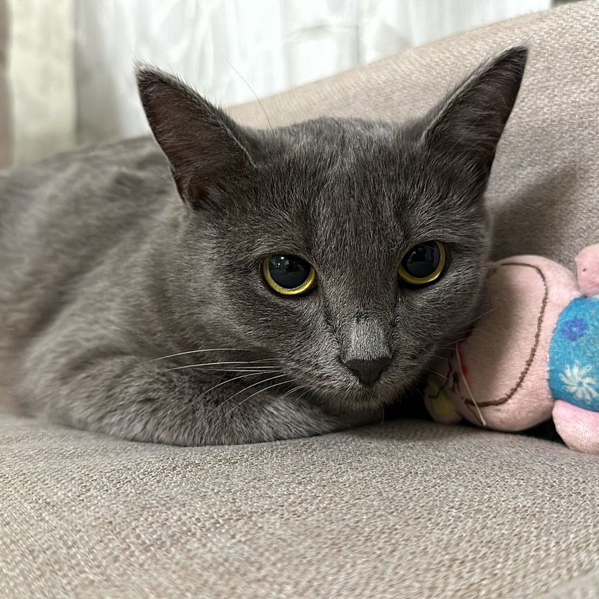 Кошка британка