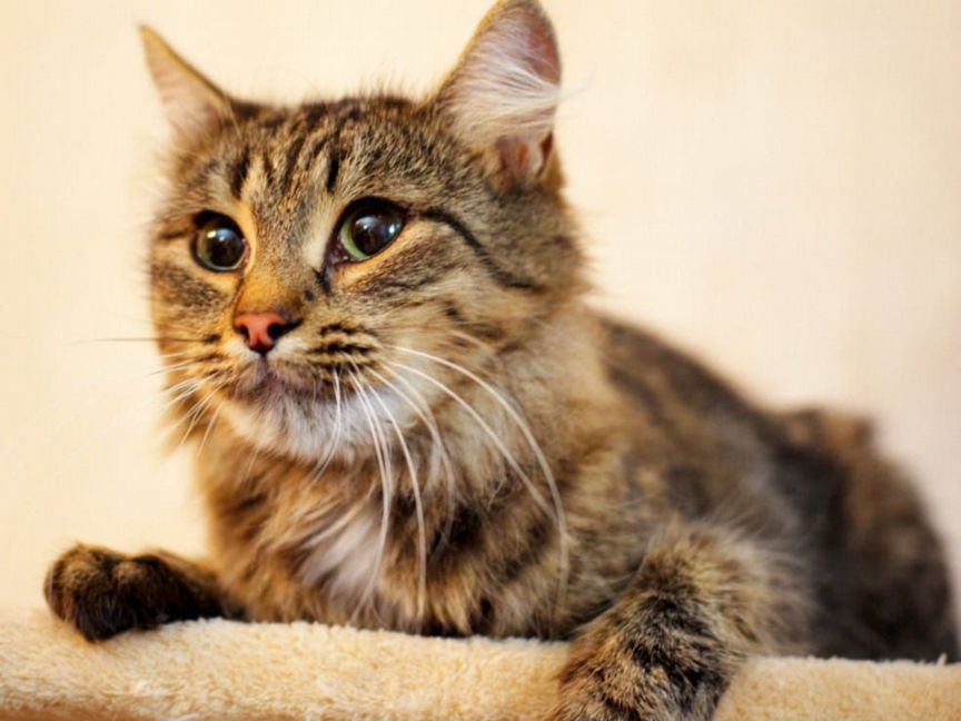 Кошка в дар бесплатно