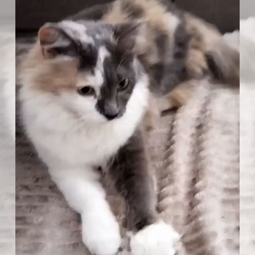 Взрослая, кошка в добрые руки