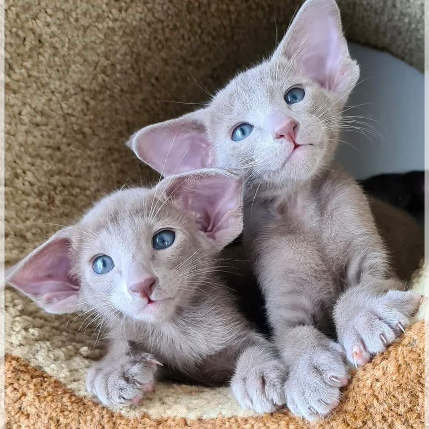 Ориентальные котята