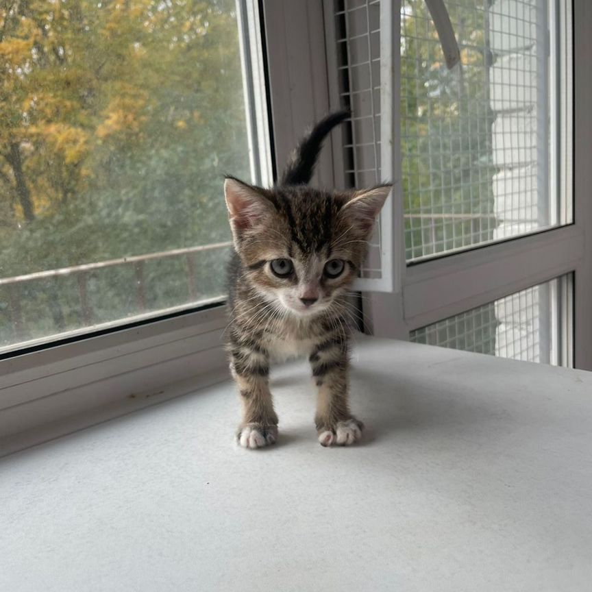 Котенок хочет домой