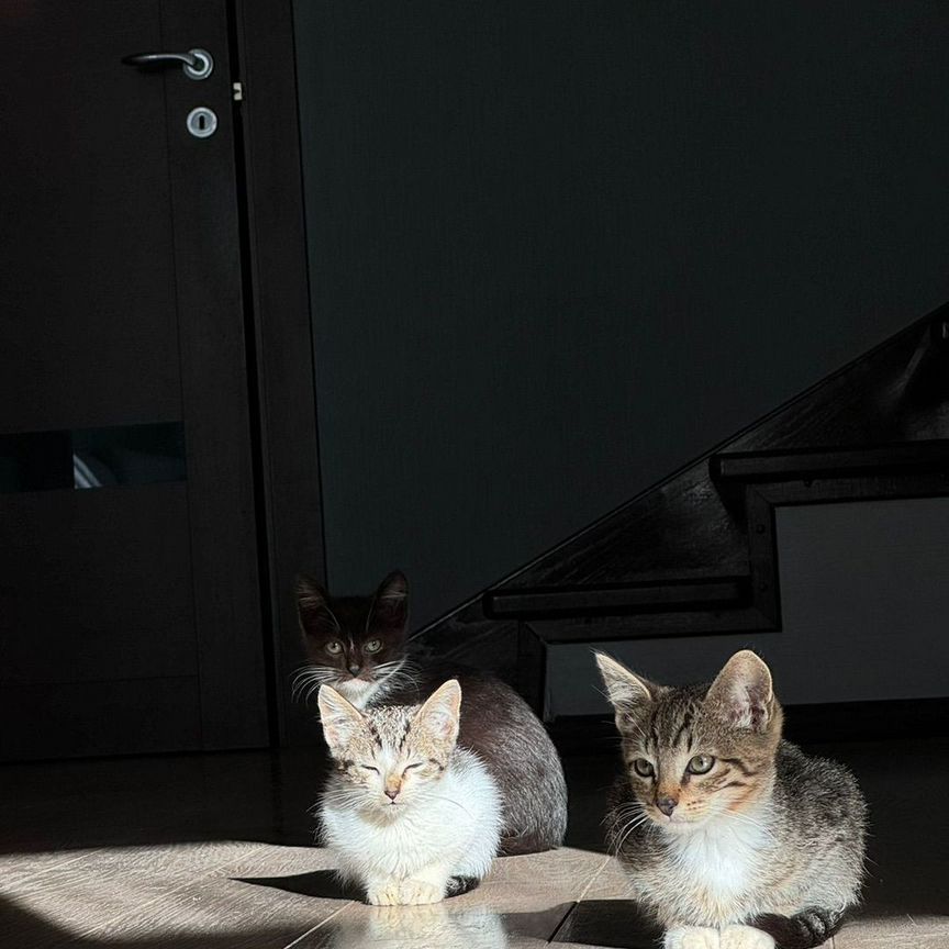 Котята