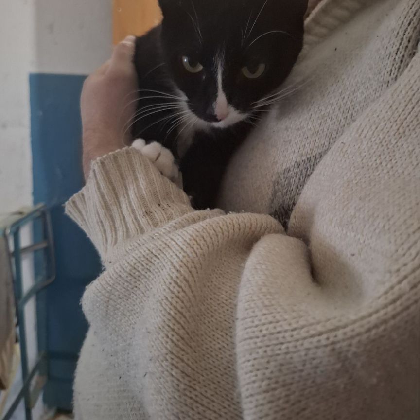 Кошка в добрые руки