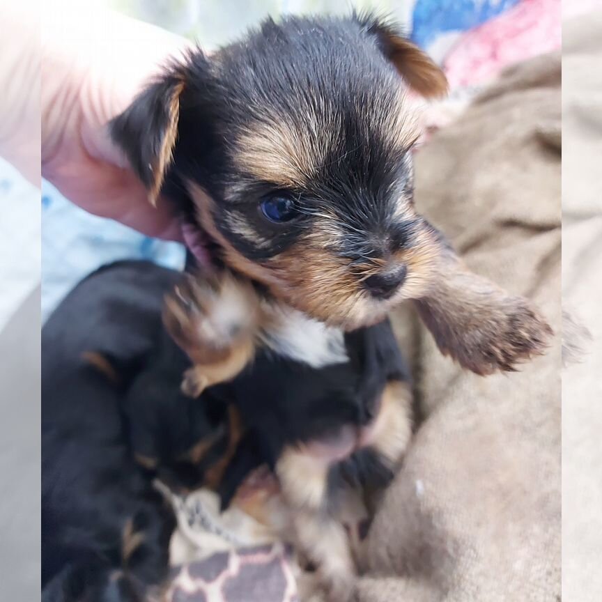 Йоркширский терьер, щенок