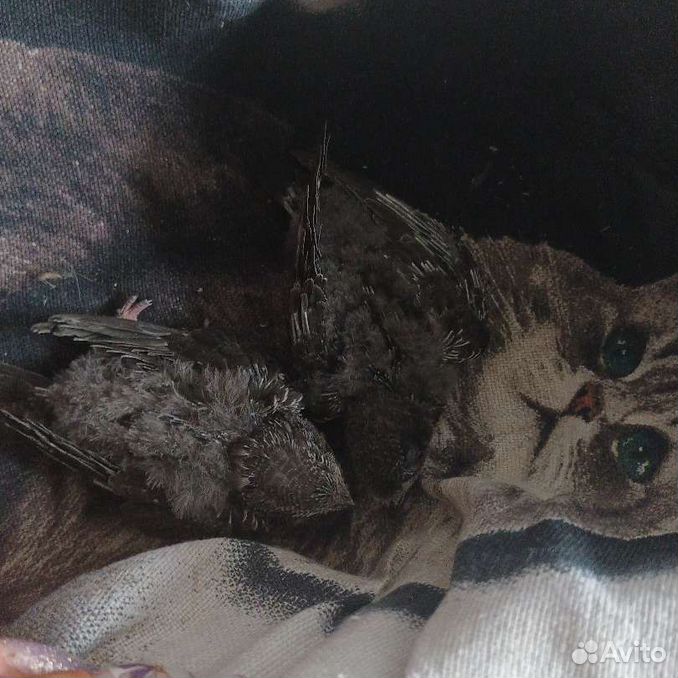 Птенцы стрижа