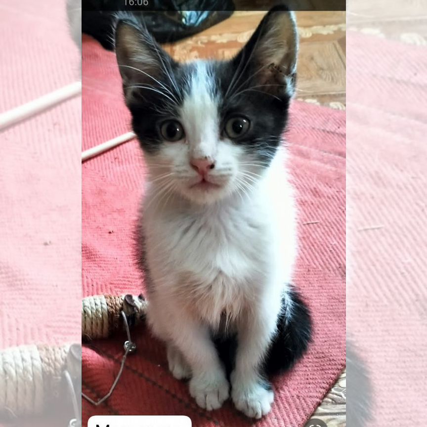 1 котика и 1 кошечка отдам в добрые руки