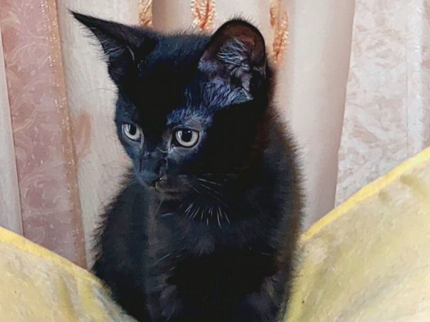 Фортунята