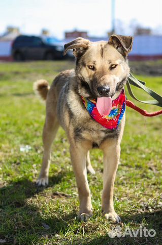 Собаки бесплатно, Кайзер