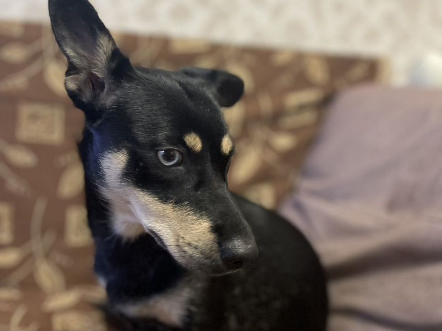 Маленькая собака бесплатно